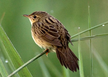苇莺亚科 Acrocephalinae 蓝色动物学（中国动物学科普）